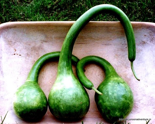 TRIBES OF KATHOTIYA – UNFAZED EXISTENCE IN A LAND BEYOND TIME » Junoon ...