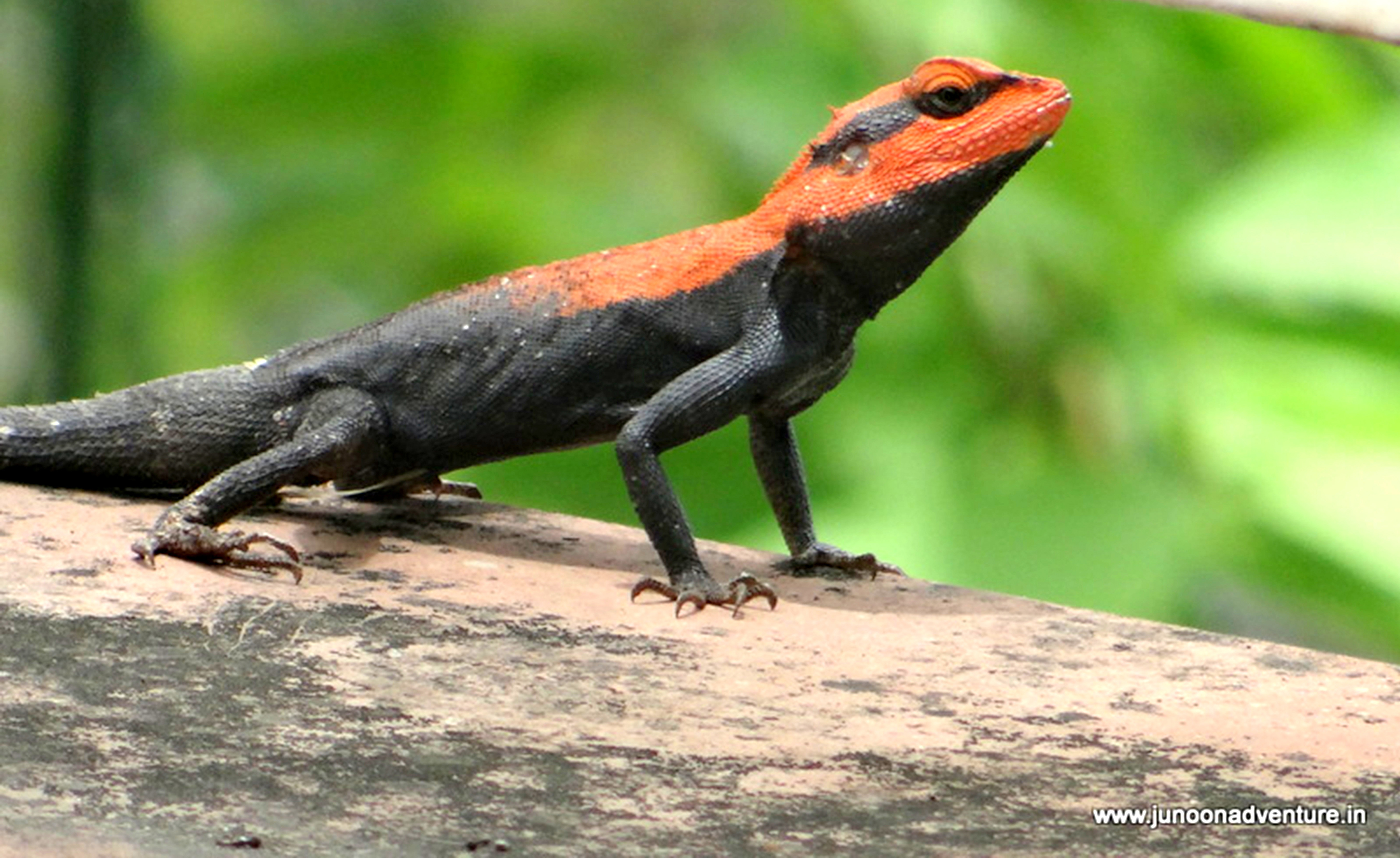 Male Peninsular Rock Agama - Kotagiri | Wildlife Spotting with Junoon ...
