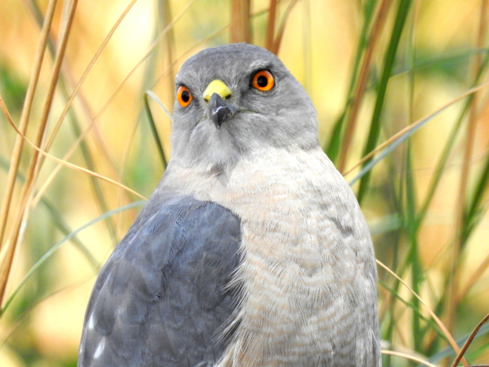 Indian Shikra - Spotted in Laharpur Forest | Bird Watching with Junoon ...