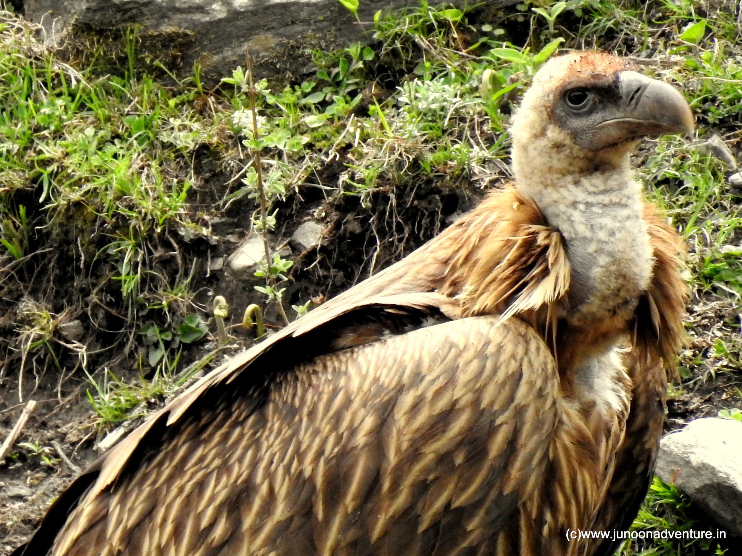 Himalayan Griffon Vulture in Bhabha Valley | Bird Watching with Junoon ...