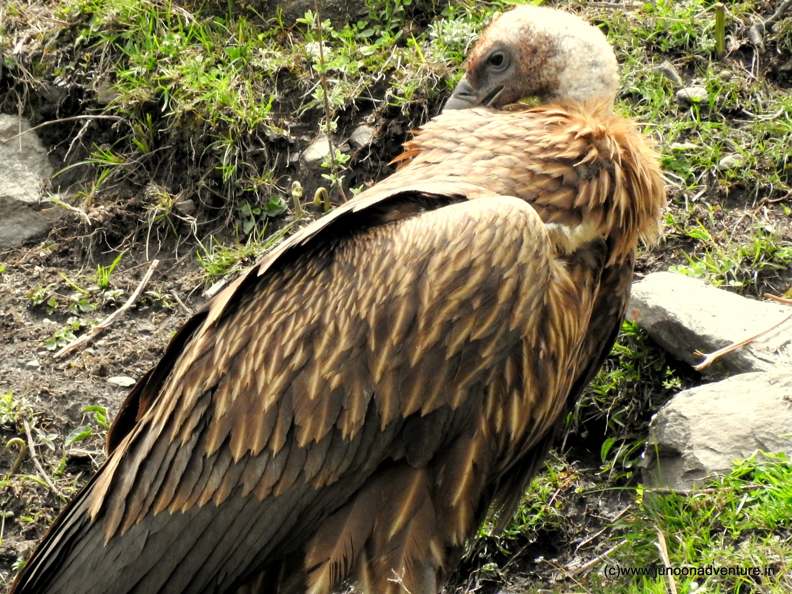 Himalayan Griffon Vulture in Bhabha Valley | Bird Watching with Junoon ...