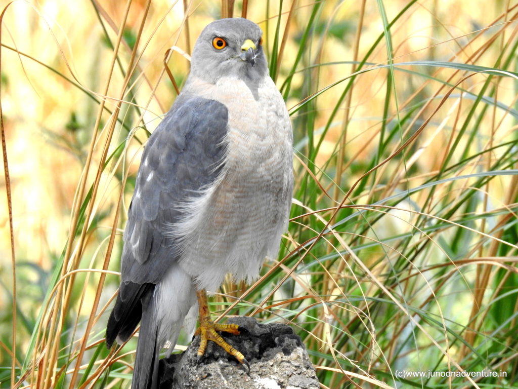 Indian Shikra - Spotted in Laharpur Forest | Bird Watching with Junoon ...