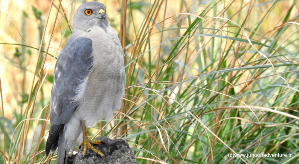 Indian Shikra - Spotted in Laharpur Forest | Bird Watching with Junoon ...