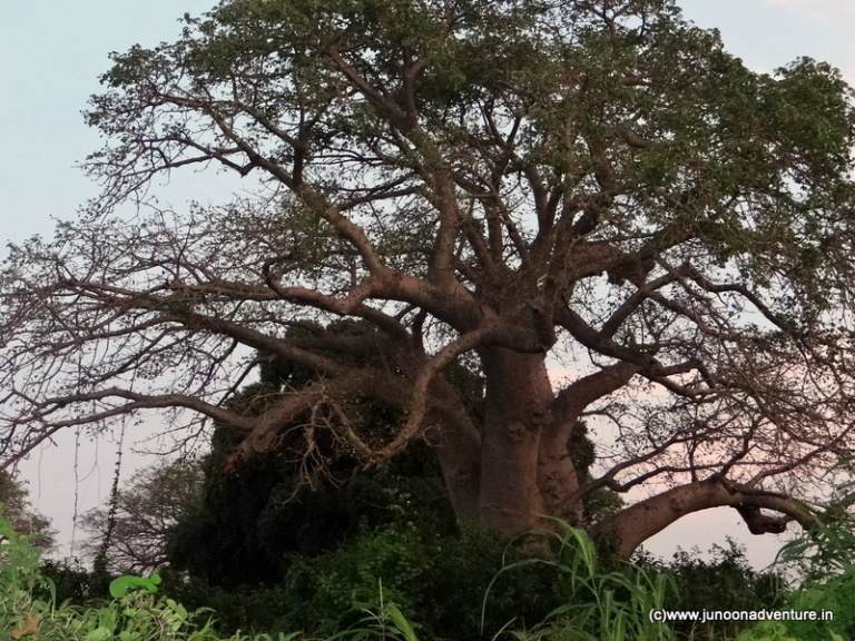 Mandu ki Imli | History of African Baobab Trees in Madhya Pradesh ...