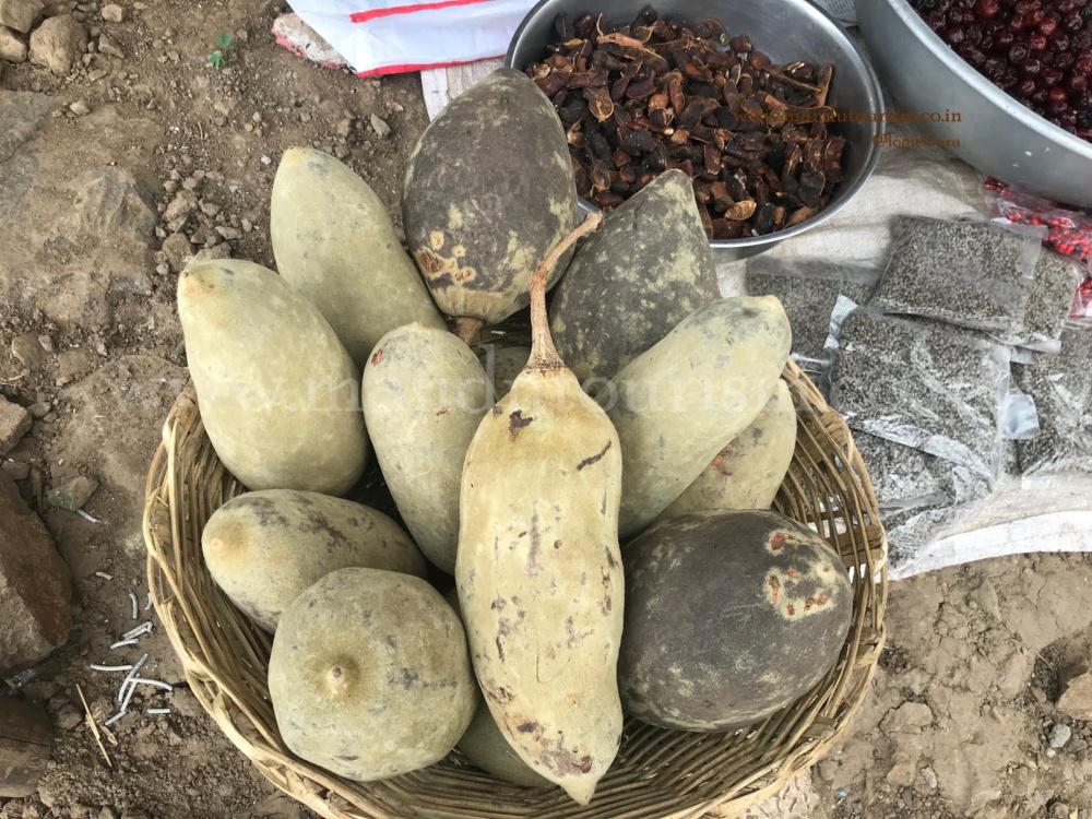Mandu ki Imli | History of African Baobab Trees in Madhya Pradesh ...